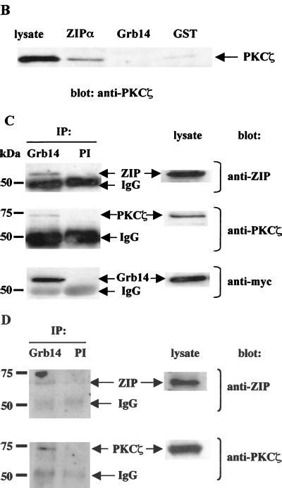 The Adapter Protein Zip Binds Grb14 And Regulates Its Inhibitory Action