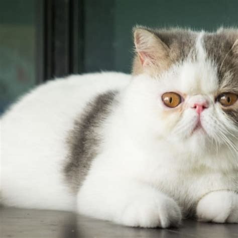 Exotic Shorthair Cat Breed Kittens Price Characteristics Origin