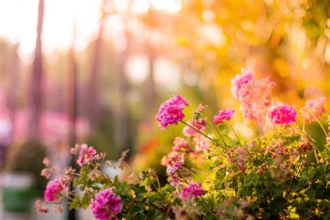 Fantastis 17 Wallpaper Of Flower Gambar Bunga Indah