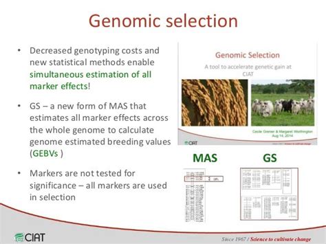 Genomic Selection On Rice