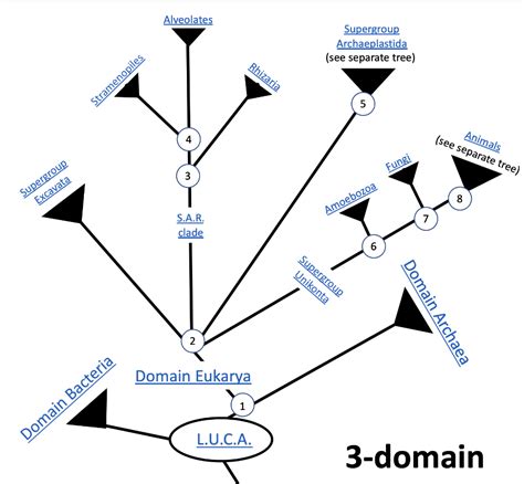 Solved Alveolates Supergroup Archaeplastida See Separate