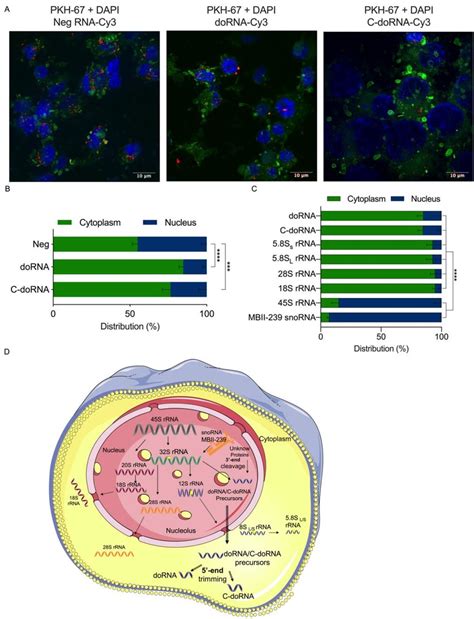 6 Cytoplasmicperinuclear Localization Of Fluorescently Labeled Dorna