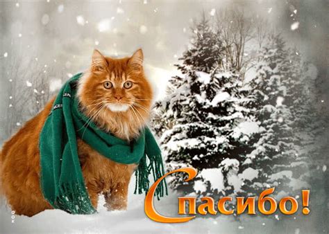 Счастливая и добрая гиф открытка с котиком Спасибо Скачать бесплатно на