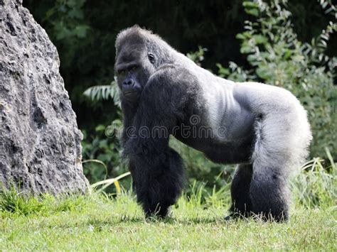 Gorilla Standing On Grass Stock Image Image Of Hair 287848499
