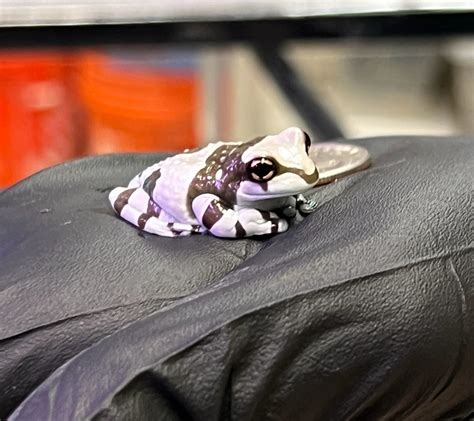 Amazon Milk Frogs Captive Bred Other Frog By Bhb Reptiles Morphmarket