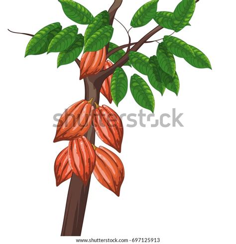Cocoa Tree Stock Vector Royalty Free Shutterstock