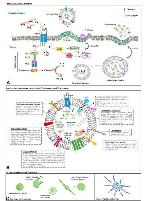 Figure 1 From Role Of ATP In Extracellular Vesicle Biogenesis And Dynamics Semantic Scholar