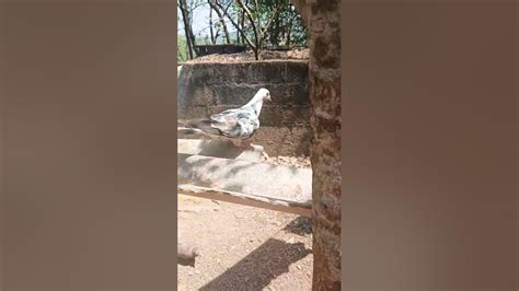 Nilavu ♥️ Ilassa ️ Youtube