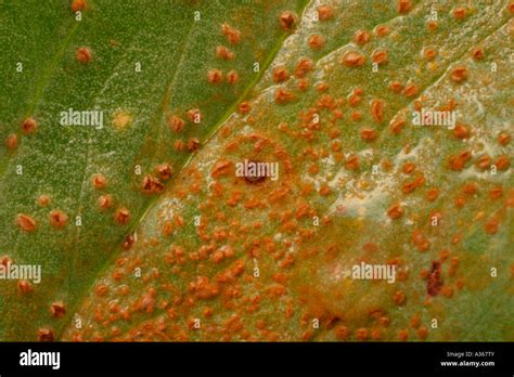 BEAN RUST UROMYCES APPENDICULATUS ON UPPER SURFACE OF LEAF Stock Photo Alamy