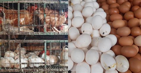 ডিম মুরগিতে ১৫ দিনে ৫১৮ কোটি টাকা লোপাটের অভিযোগ