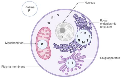 Alphabet” Selenoproteins Their Characteristics And Physiological