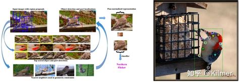 细粒度图片分类 知乎