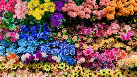 Different Flowers Around The World Succulent Flowers Of The World