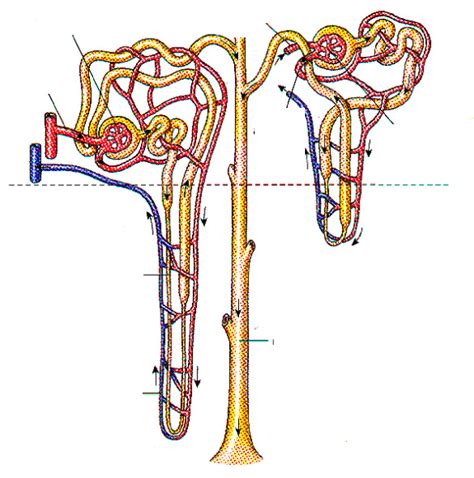Nephron Types Diagram Quizlet