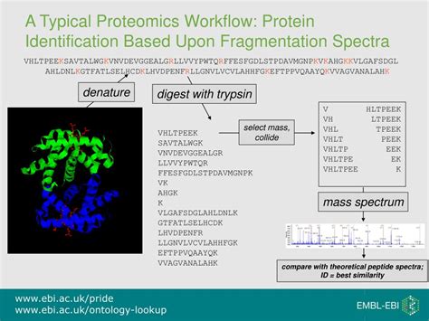 Ppt Pride The Proteomics Identifications Database Powerpoint