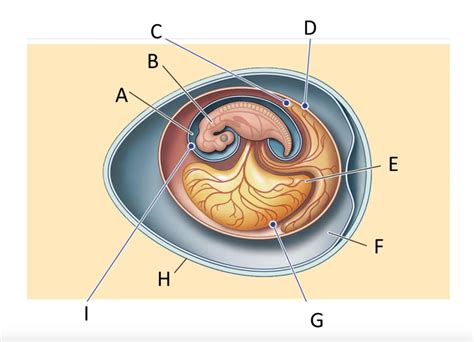 Label The Amniotic Egg Diagram Quizlet