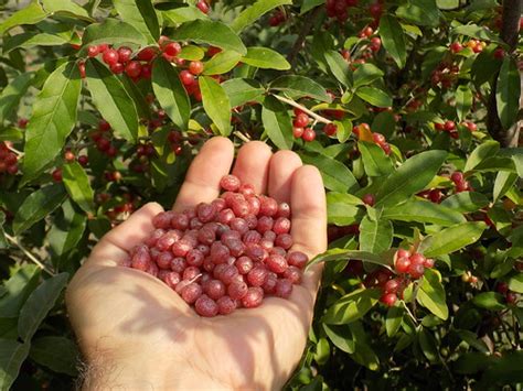 უგემრიელესი ფშატი Anasun Kitios Flickr