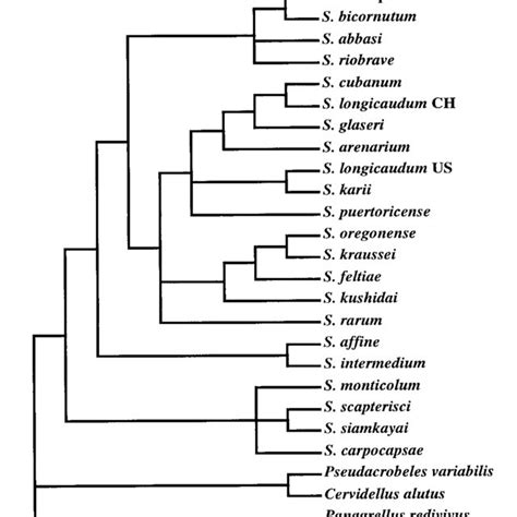 Strict Consensus Of 3 Equally Parsimonious Trees Inferred By