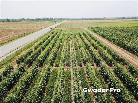 Chinas Maize Soybean Strip Intercropping Tech Achieves Bumper Harvest In Punjab