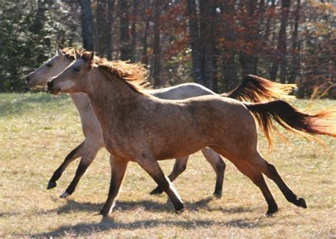 What Are The Environmental Issues With Horses