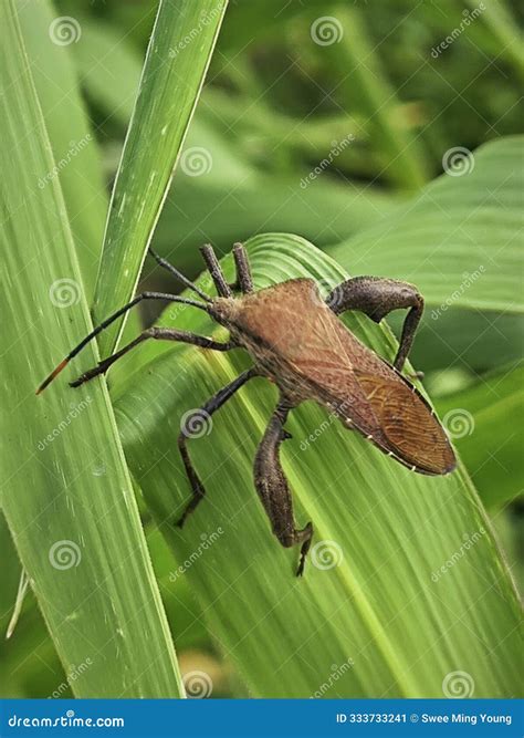 Coreid Leaf Footed Bug Climbing On The Creeping Weed Plant Stock Image