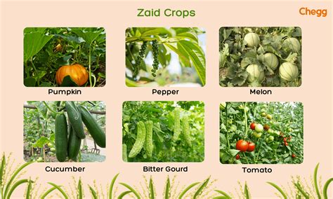 Vegetables Grown In Kharif Season At Isaac Perdriau Blog