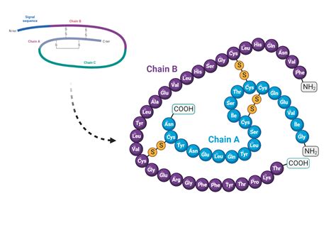 C Peptide Lab Test My Endo Consult