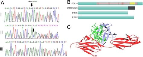 A Electropherograms Of The Frameshift Mutation Detected In The Fgf16