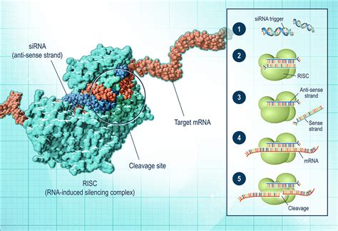 Rna Interference Amgen
