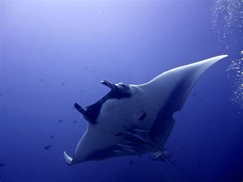 Giant Manta Ray