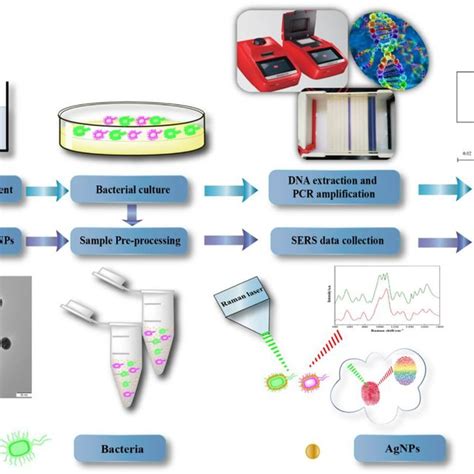 The Schematic Rapid Identification Of Different Pathogenic Spore