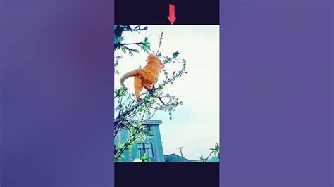 چوہا اور بلی Youtube