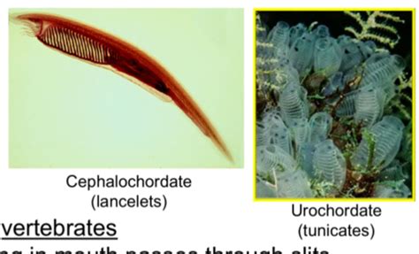 Biol 111 Vertebrates Flashcards Quizlet