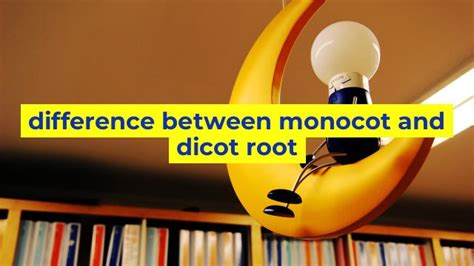 Difference Between Monocot And Dicot Root Sinaumedia