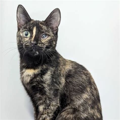 Rspca Sydney Shelter Yagoona Petrescue