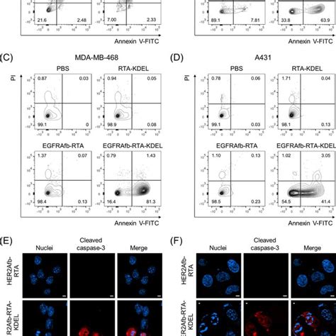 Flow Cytometry And Immunocytochemical Analysis Of Cells Treated With