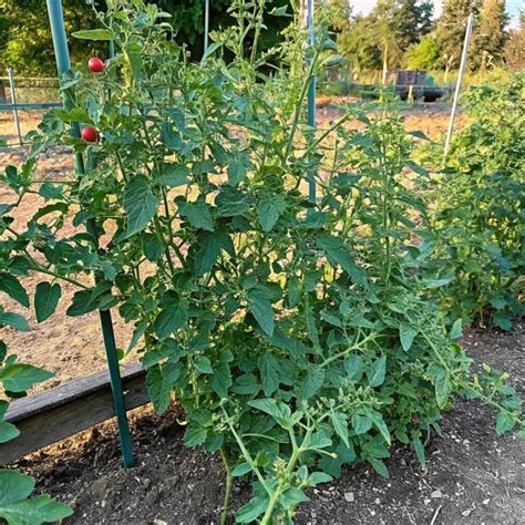 18 Amazing Tomatoes That Grow In Clusters