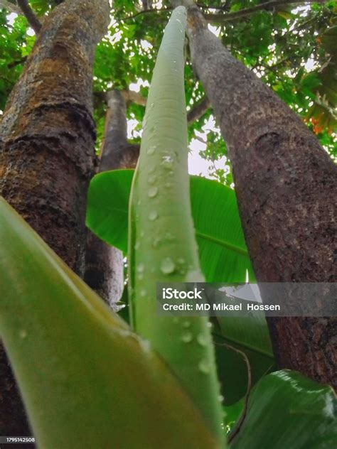 녹색 잎에 물방울이 떨어집니다 물방울이 있는 녹색 잎 이미지입니다 나뭇잎 사진에 물방울 이슬 맺힌 녹색 잎사귀 물이 자연의 캐노피에 떨어집니다 0명에 대한 스톡 사진 및