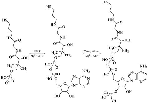 Two Final Steps Of The Coenzyme A Biosynthesis The Ppatcatalyzed