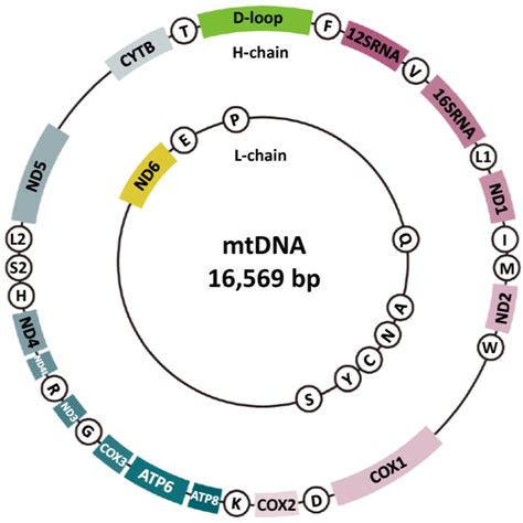 Molecular Structure Of Mtdna Mitochondrial Dna Mtdna Is A Circular Download Scientific