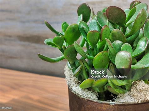 나무 테이블에 화분에 담긴 즙이 많은 식물에 선택적 초점 가정 생활에 대한 스톡 사진 및 기타 이미지 가정 생활 개화기 거실 Istock