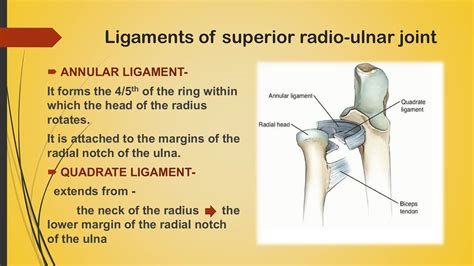 Page2 21 Pdf Radioulnar Joint In Human Anatomy Pdf