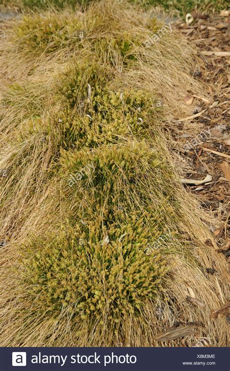Dioecious High Resolution Stock Photography And Images Alamy