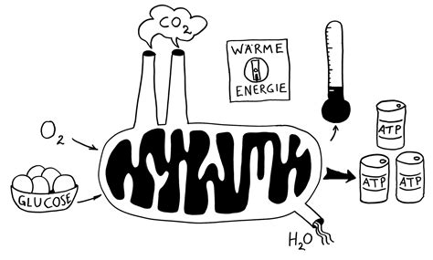Die Rolle Der Mitochondrien In Systemischen Autoimmunerkrankungen