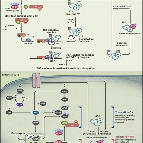 Subcellular Rna Localization In Diverse Cell Types A β Actin Mrna