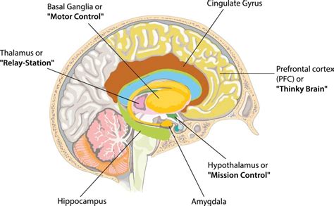 Dorsomedial Prefrontal Cortex