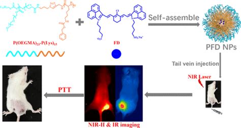Nir Ii Fluorescence Imaging Guided Photothermal Therapy With Amphiphilic Polypeptide