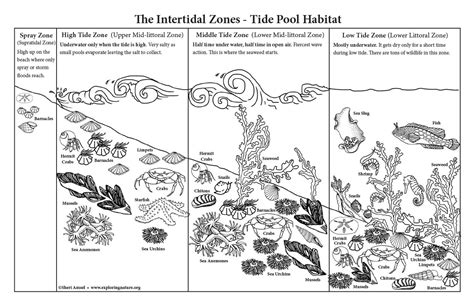 Intertidal Zones Big Downloadable Coloring Poster 11x17