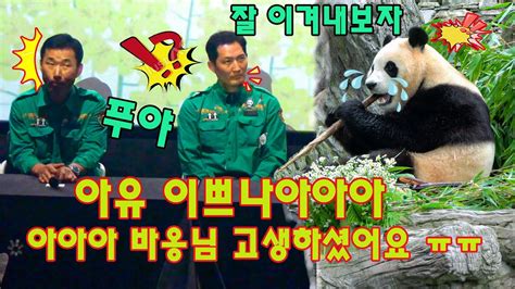 맙소사 😯😯😯 할부지 강가족 그리고 할부지 송가족 그럴 때 매우 걱정된다 푸바오는 이미 가임신 상태에 들어섰어요 😥😥😥 그는 식사를 중단하고 며칠 동안 피곤했습니다 😣😣