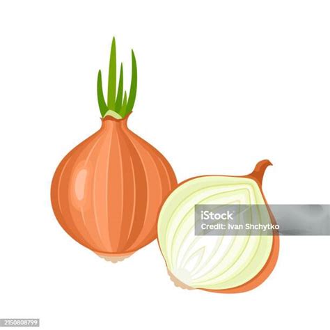 녹색 새싹을 곁들인 노란 양파 전체 야채와 절반 벡터 만화 평면 그림입니다 음식 아이콘입니다 양파에 대한 스톡 벡터 아트 및